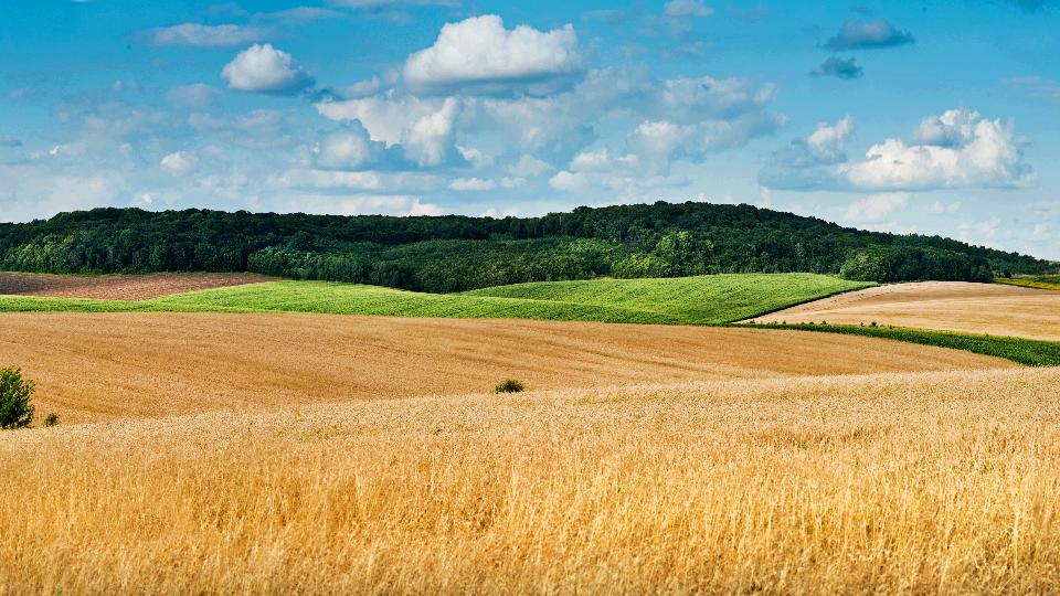 INTENSIVE WHEAT MANAGEMENT | Central Alberta Co-op